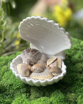 Wholesale 1/2 Lb Natural Blackish-grey Mixed Florida Seashells .75-4 ...