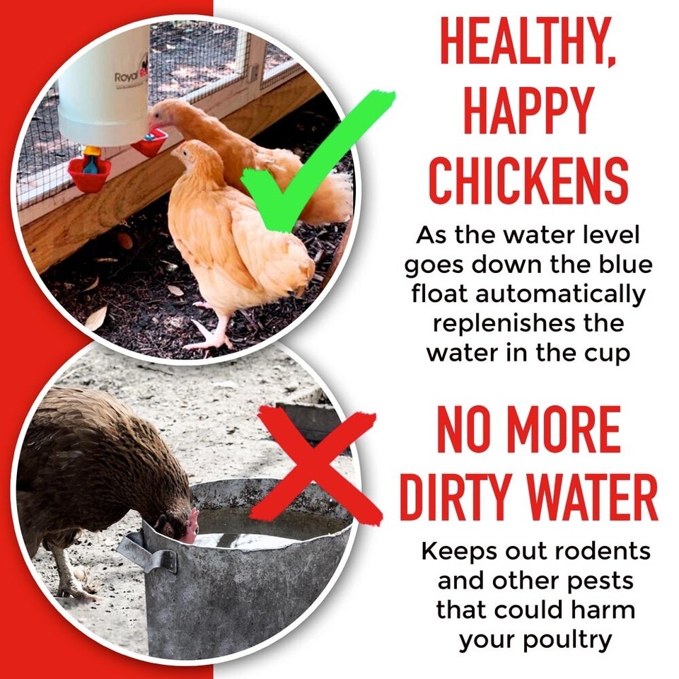 ROYAL ROOSTER Chicken / Poultry Coop - Single Waterer / Drinker with ...