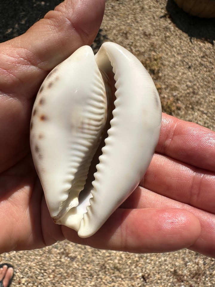 Rare Vintage Cypraea Tigris 3 1/4 " White Spotted Hawaiian Tiger Cowry ...