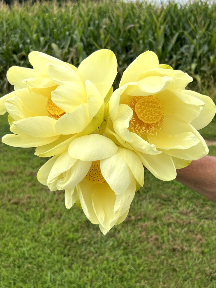 10 Seeds Yellow Lotus Flower Seeds American Water Lily for Pots or Pond ...