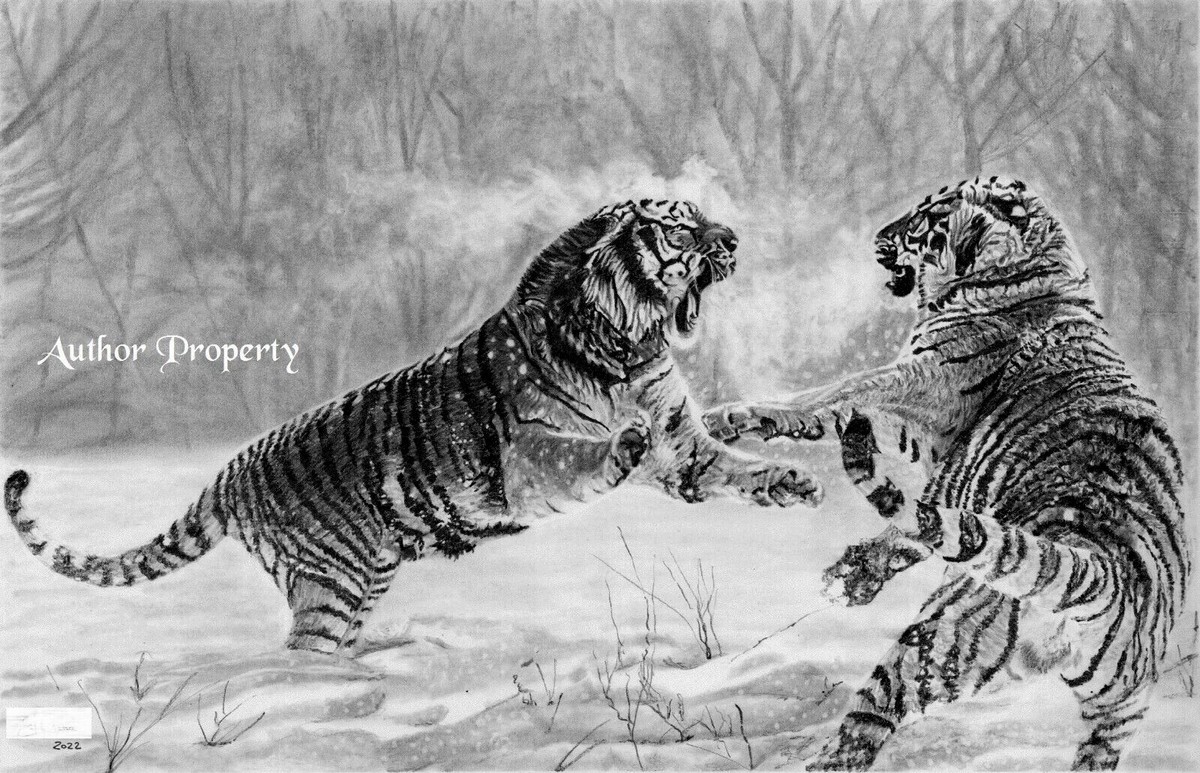 Drawings Of Tigers In Pencil