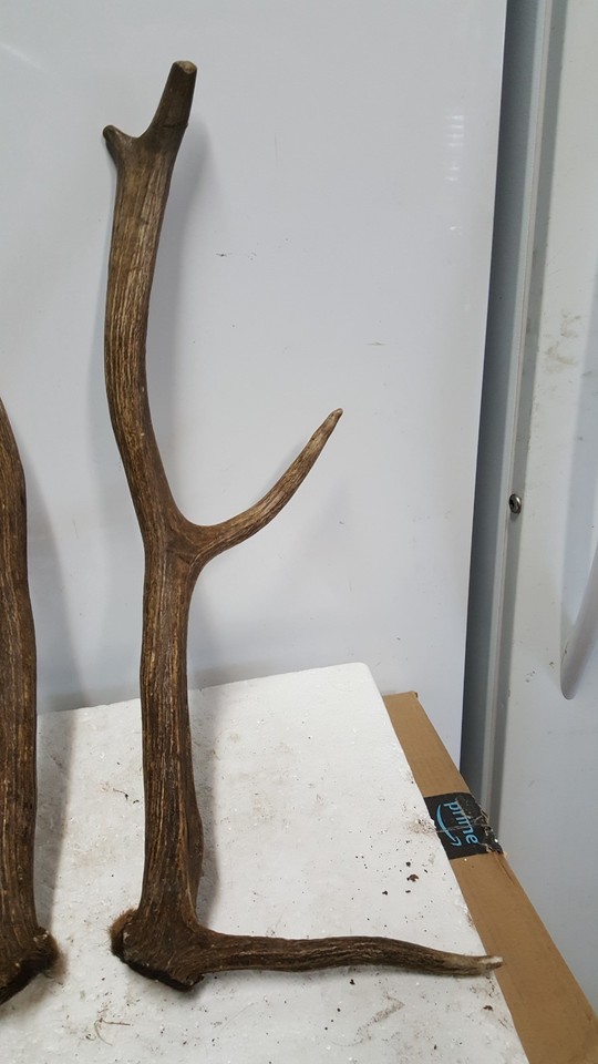 Nice craft 4x4 COLORADO ELK ANTLERS whitetail rack mule sheds deer ...