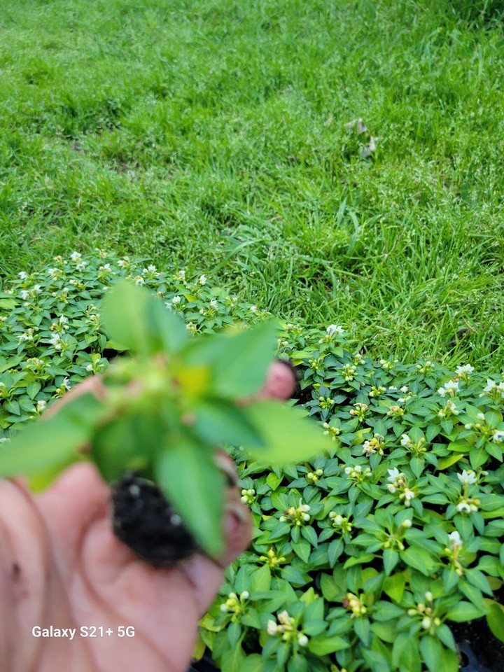 Pepper Ornamental Chilly Chili 1 Live Plant 2 Inches Pot | eBay