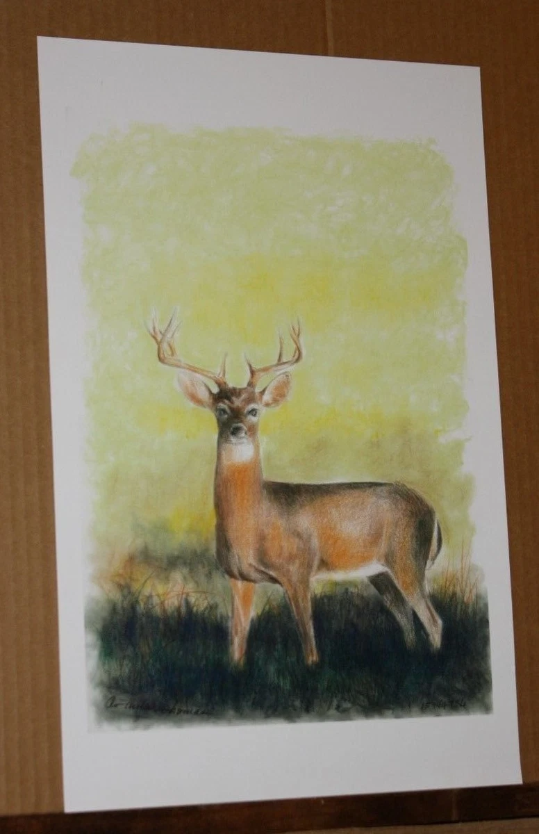 Young Buck Deer Drawing