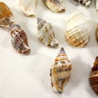 Assorted Lot of Natural Seashell Shells Set of 22 Crafting Nautical ...