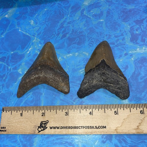 MEGALODON SHARK TOOTH 2.92” 2.82” Set of 2, TEETH MEG SCUBA FOSSIL NC ...