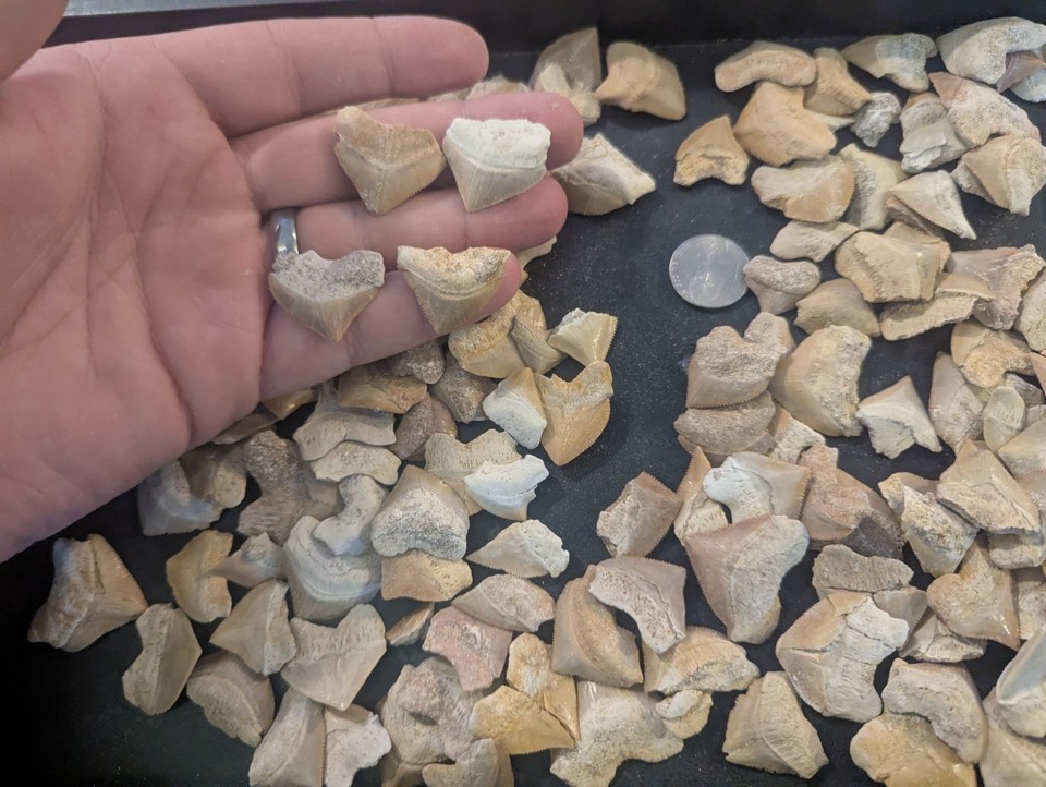 1lb Bulk Wholesale Corax Shark Teeth Tooth | eBay