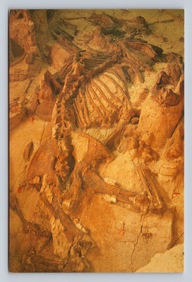 Murray Antoinette Mammoth Skeleton Excavation Site Postcard Hot Springs ...
