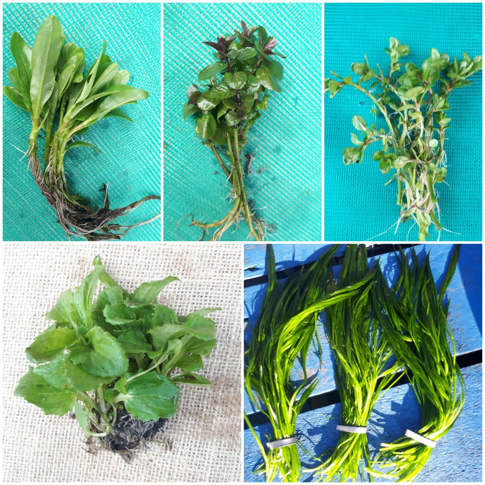 Various pond marginal bog plants oxygenating Iris water mint cress ...