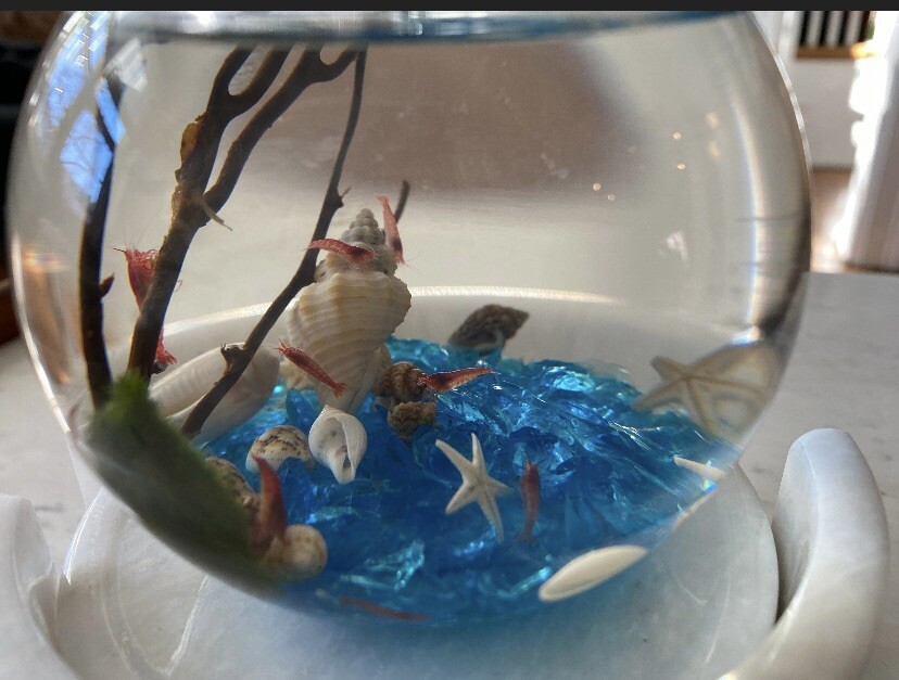 Custom self sustaining shrimp Ecosphere | eBay