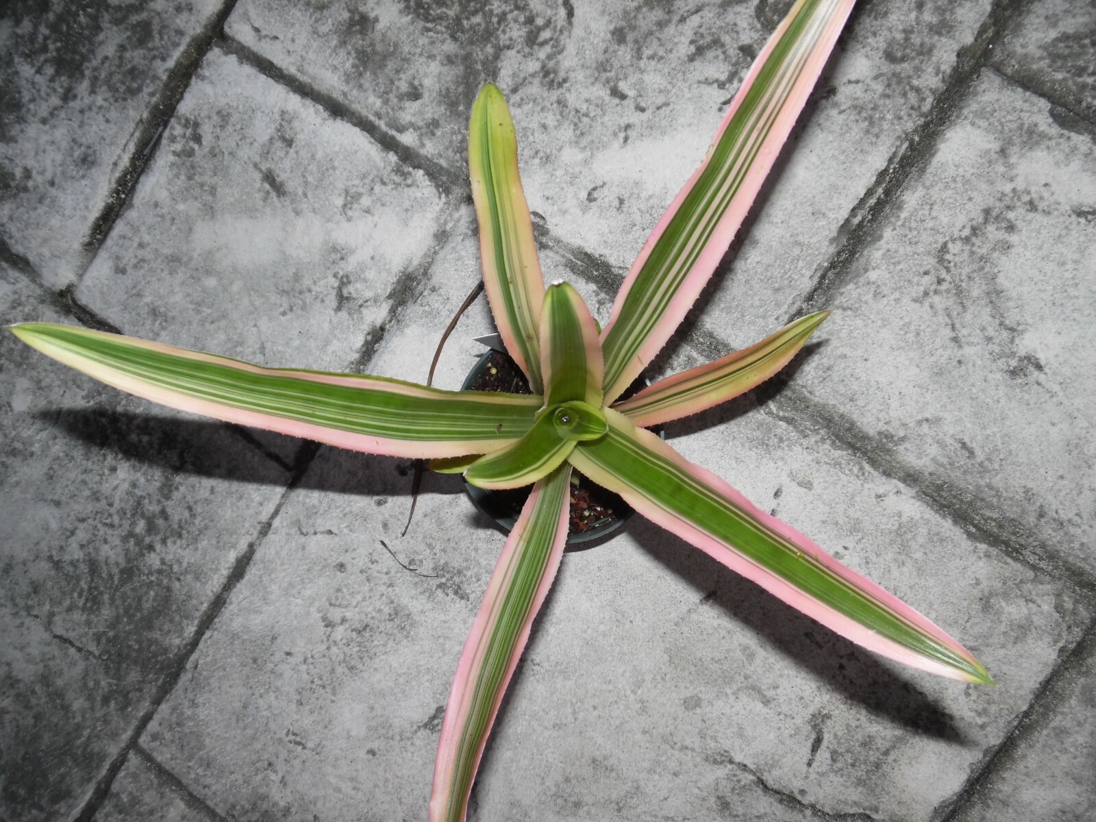 Aechmea LUEDDEMANNIANA MEND Bromeliad one tropical plant *BIG* | eBay