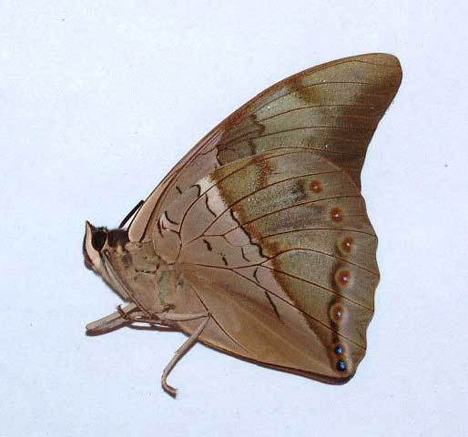 PREPONA CHROMUS - unmounted butterfly | eBay