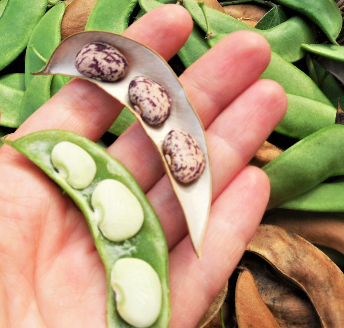 Jackson Wonder Lima Bean Seeds | Southern Speckled Baby Butter Beans ...