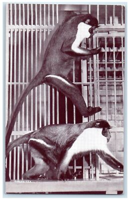 c1960's Diana Monkey Most Beautiful Monkey Lincoln Zoo Chicago Illinois ...