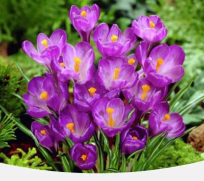 20 SEEDS Fraerie Purple CROCUS fragrant flower exotic garden plant USA ...