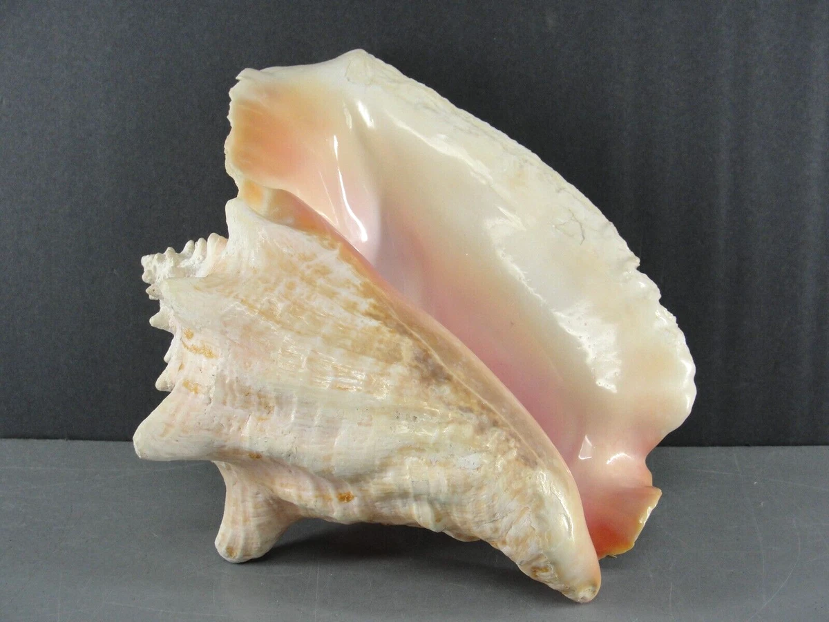 Giant Pink Sea Snail