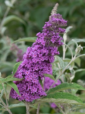 Buddleja Buzz Lavender Buddleia Butterfly Bush Scented Plant | 17cm/2L ...