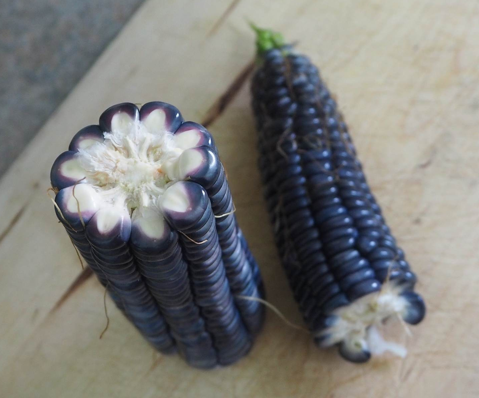 60+ Hopi Blue Corn Seeds - Heirloom - Non GMO - Organic ...