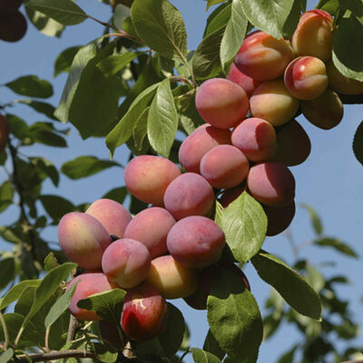 Dwarf Cordon Victoria Plum Patio ENGLISH Plum Tree SWEET FRUITS Organic ...