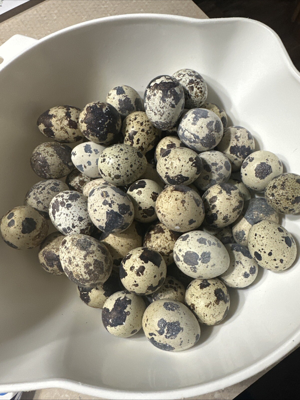 1 Dozen jumbo coturnix quail hatching eggs. 2-4 Dozen Available Weekly ...