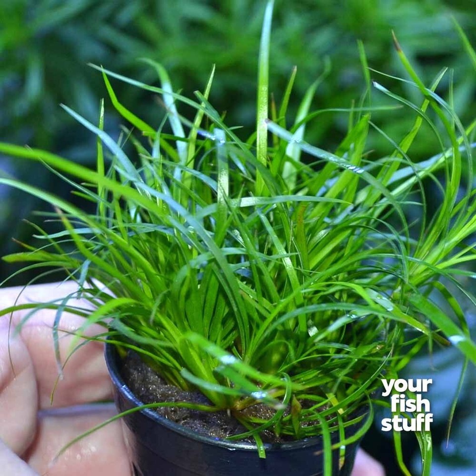 Juncus repens Live Aquarium Plants **BUY 1 GET 1 at 50% OFF** | eBay