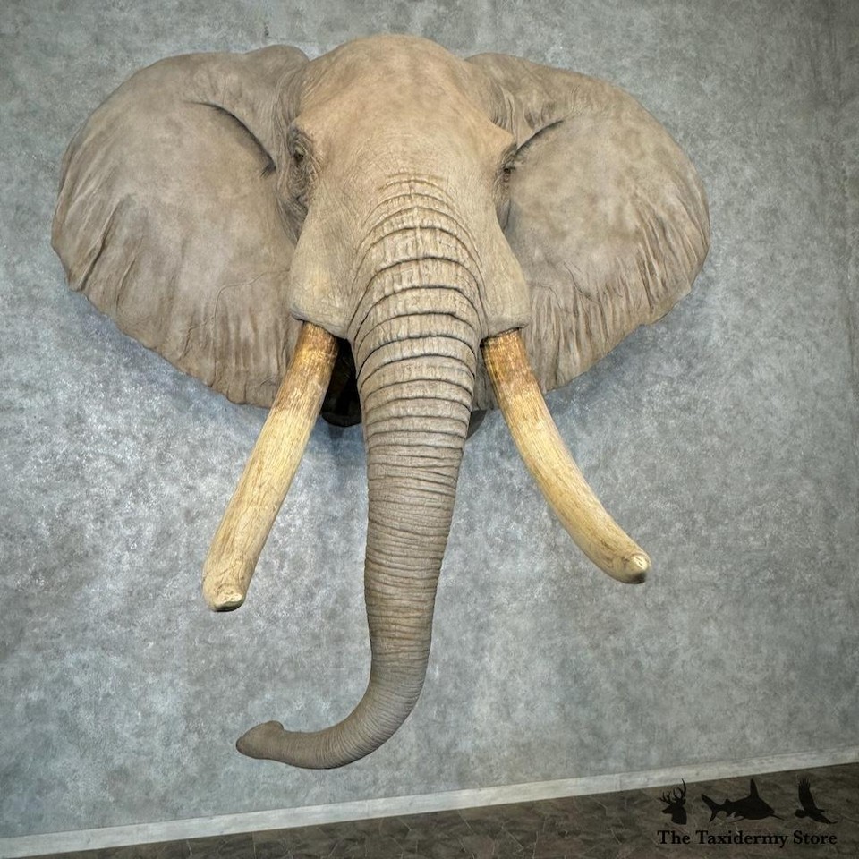 #29729 WC | African Elephant Replica Taxidermy Shoulder Mount For Sale ...