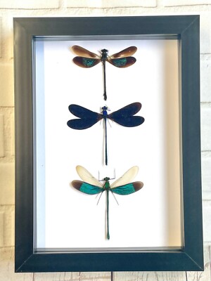 3 x Damselfly Dragonfly Display Deep Shadow Box Frame Beetle Insect ...