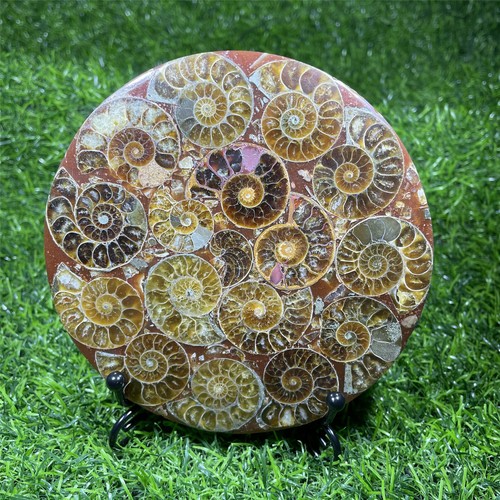Natural Ammonite Disc Fossil Conch Specimen Crystal Healing Reiki Gift ...