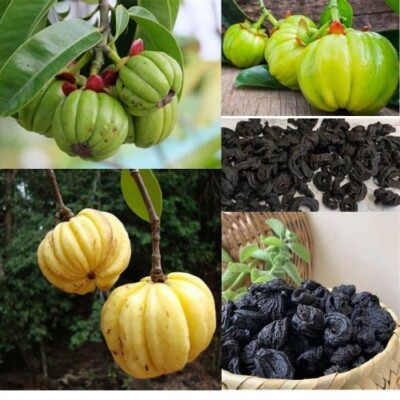 Goraka Garcinia Ceylon Dried Cambogia Organic Natural Quality Healthy ...