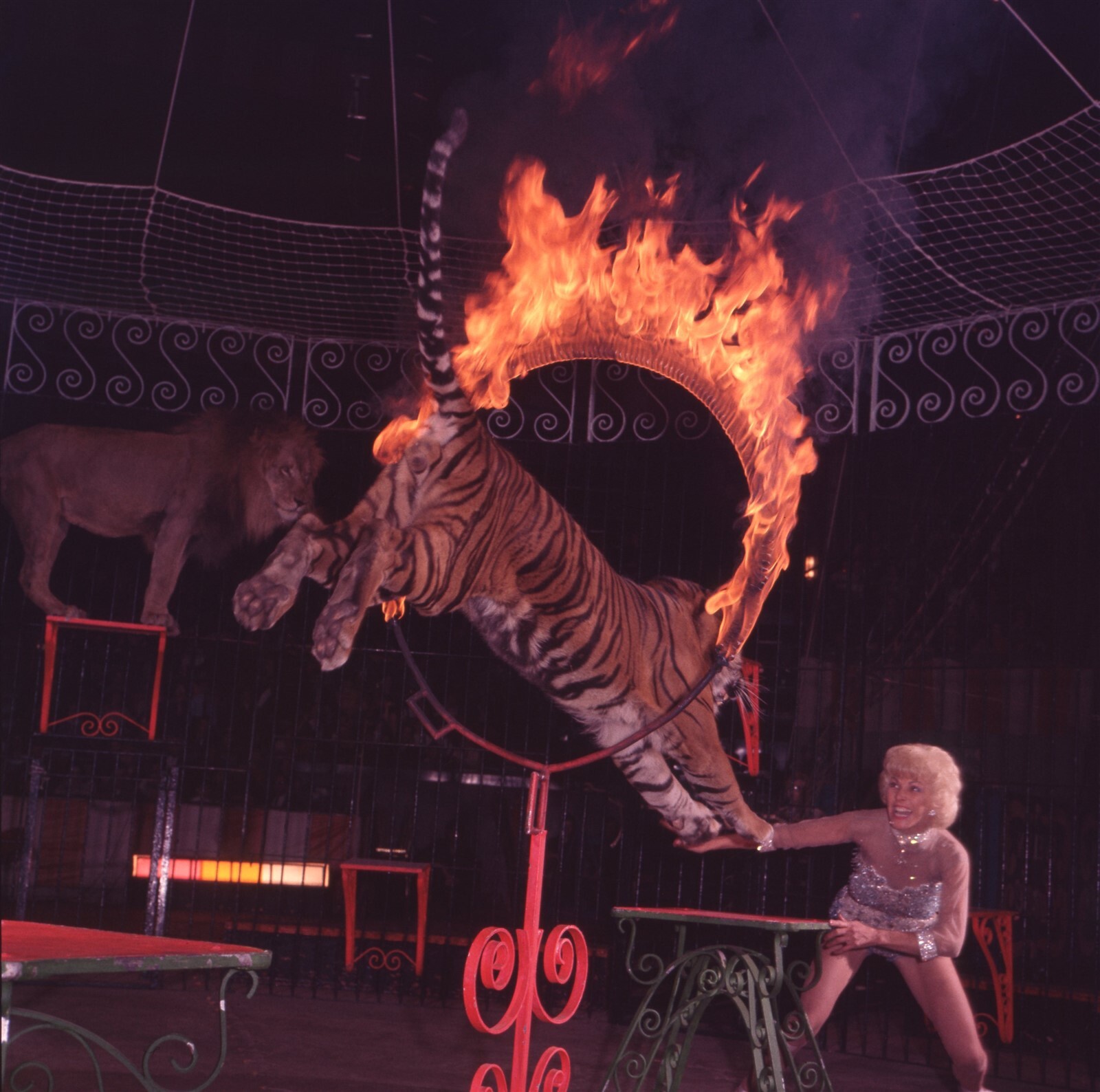 KF10-481 '62 FEMALE TIGER TAMER CIRCUS MADISON SQ ORIG 2 1/4" COLOR ...