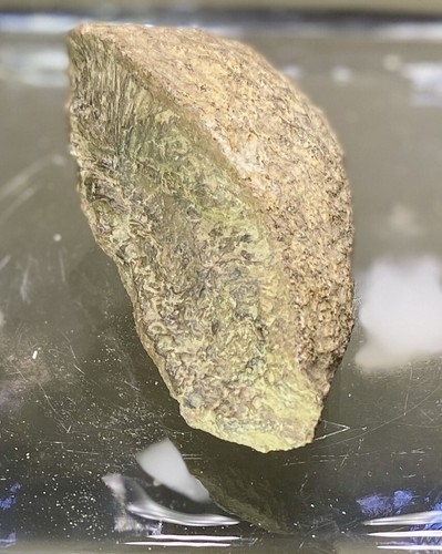 JURASSIC Petrified Partial Fossil Pine Cone! Large Partial! Araucaria elongata | eBay