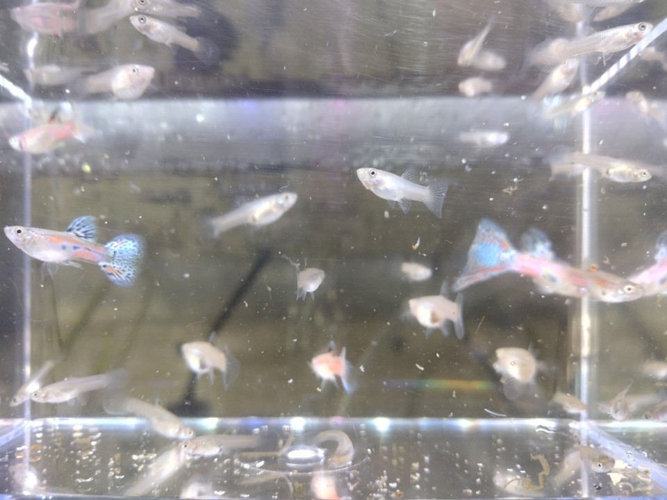 1 TRIO - Live Aquarium Guppy Fish (1M/2F) - Blue Grass PLUS 1 FREE ...