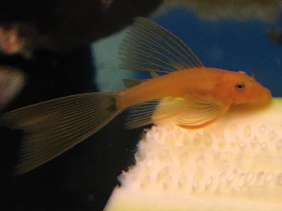 LONG FIN L144 PLECO 1"+ Combo (6 Pack) Super Red! Green Dragon! Blue ...