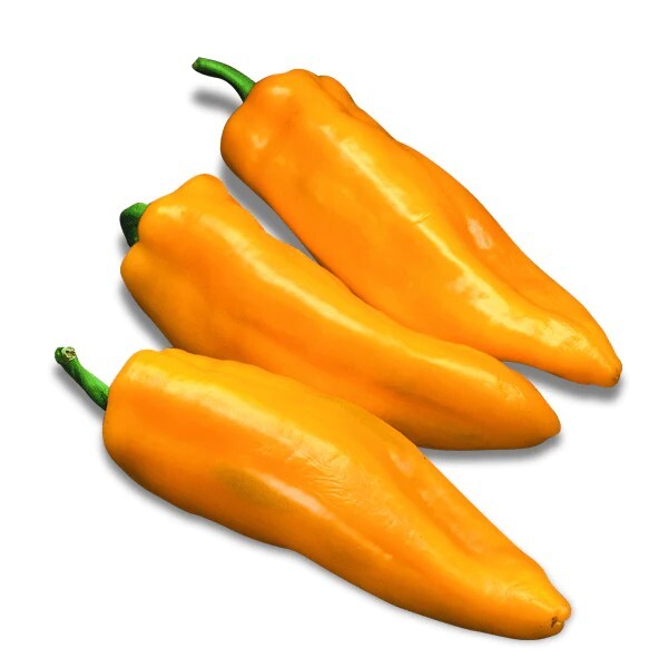 Golden Marconi Rosso Italian Sweet Pepper Seeds Unique Creek Homestead ...