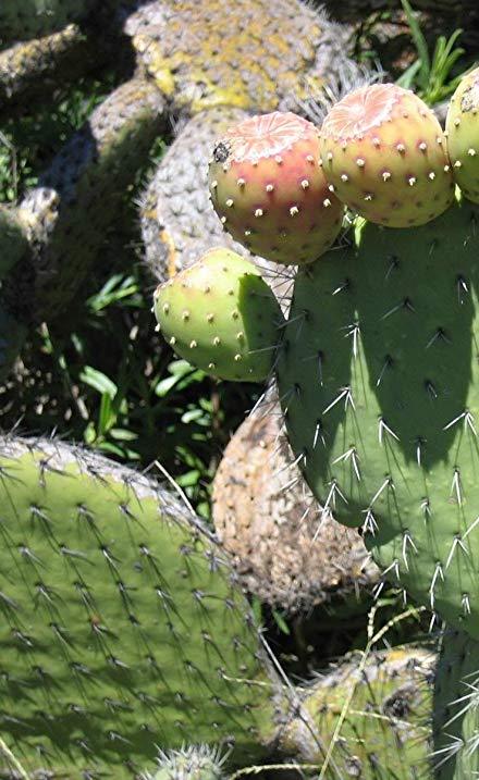 1 Cutting Opuntia xoconostle cactus joconostle matudae Acidic Prickly ...