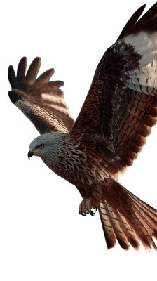 Fierce Kite Bird Vinyl Car Decal Sticker – Waterproof & UV-Resistant | eBay