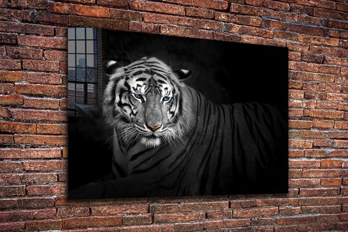 B&W Tiger Closeup View UV Direct Aluminum Print Australian Made Quality ...