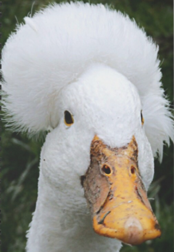 6 (1/2 DOZEN ONLY) CRESTED DUCK FERTILE HATCHING EGGS FRESH SPEEDY USPS ...