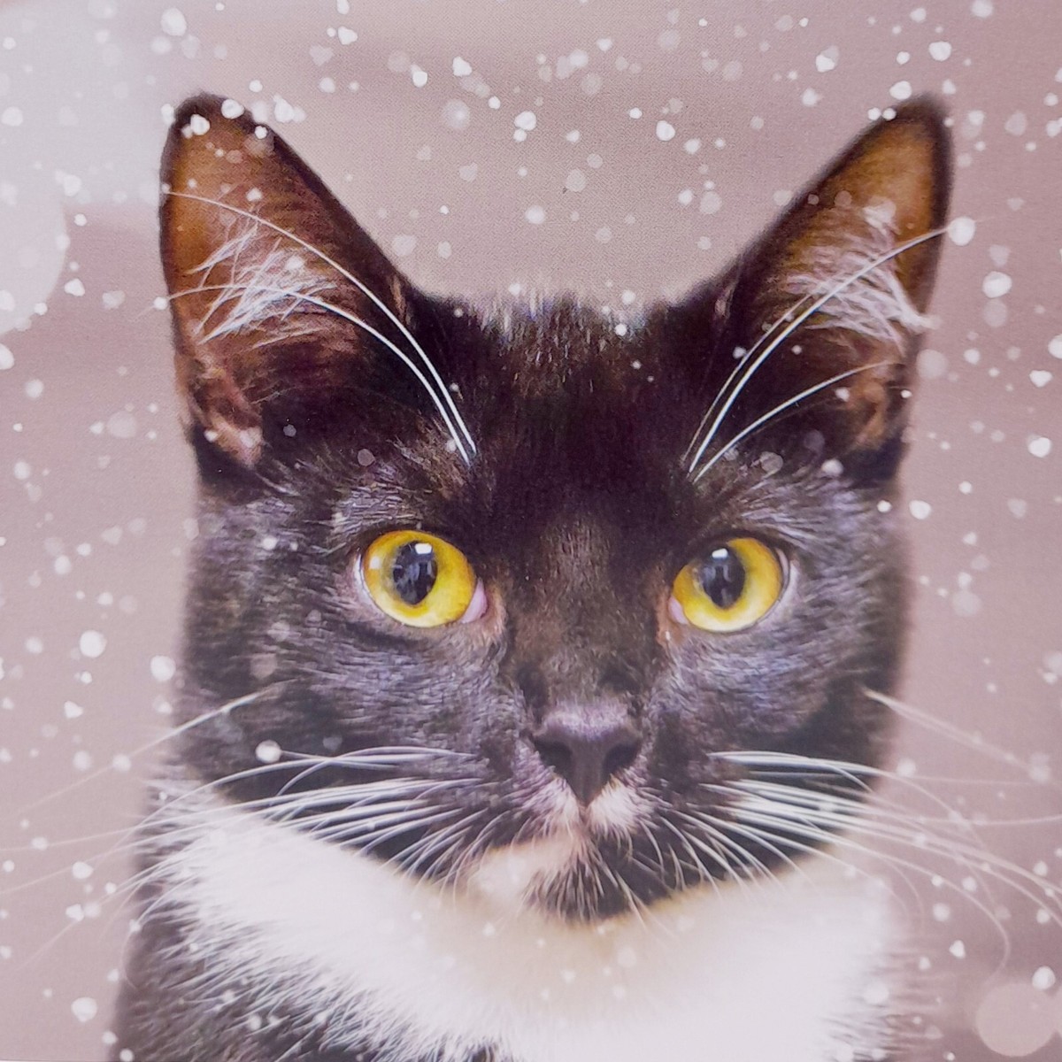 Images Of Christmas Kittens Premium Photo | British Kitten, Christmas