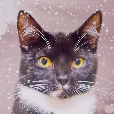 Cats Protection Christmas Cards Black & White Cat 2024 pack of 10 with ...