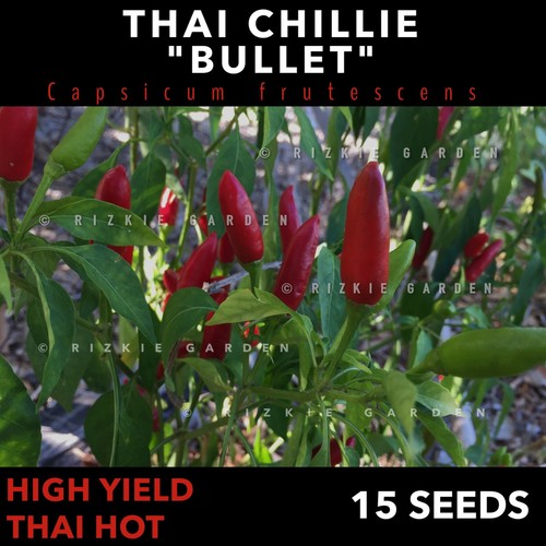 Thai Hot ''Bullet" Chilli Pepper, High Yield, Capsicum frutescens x 15 ...
