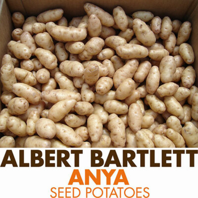 SALE ! Anya Seed Potato Second Early Albert Bartlett 30 TUBERS Organic ...