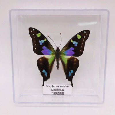 Real Purple Butterfly Exquisite Rare Taxidermy Specimen Colorful Free ...