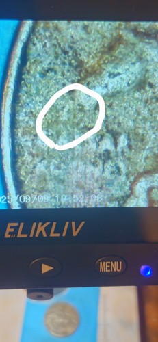 1999 Quarter Spitting Ghost Horse of Delaware (2 Quarters P & D ...