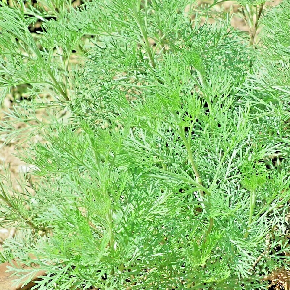 3000+ WORMWOOD ABSINTHE SEEDS 🌿 | PERENNIAL | MOSQUITO REPELLING FREE ...