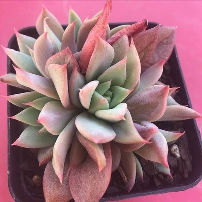Echeveria Agavoids Blue Moon Succulent Seeds X40 | eBay