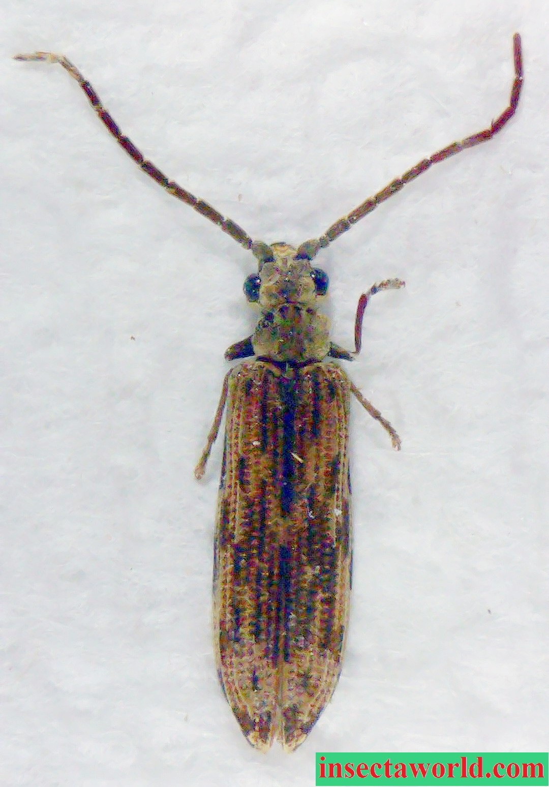 Cupedidae Tenomerga cinerea USA (Pennsylvania) | eBay UK