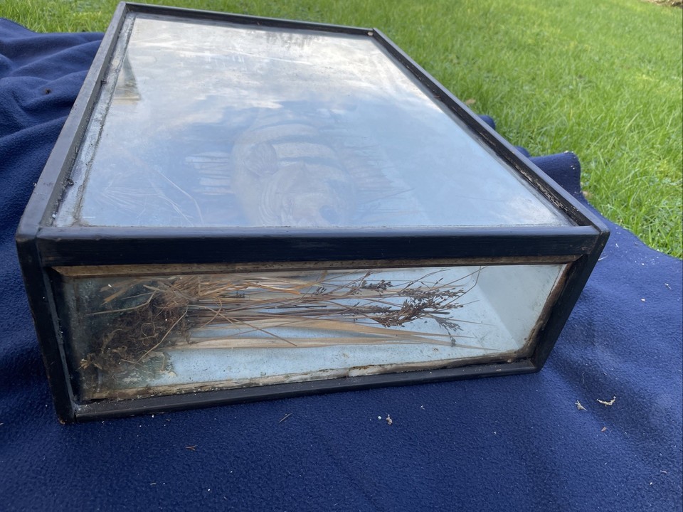 Vintage 20th Century Taxidermy Perch Fish Cased, 50cm-66cm | eBay UK