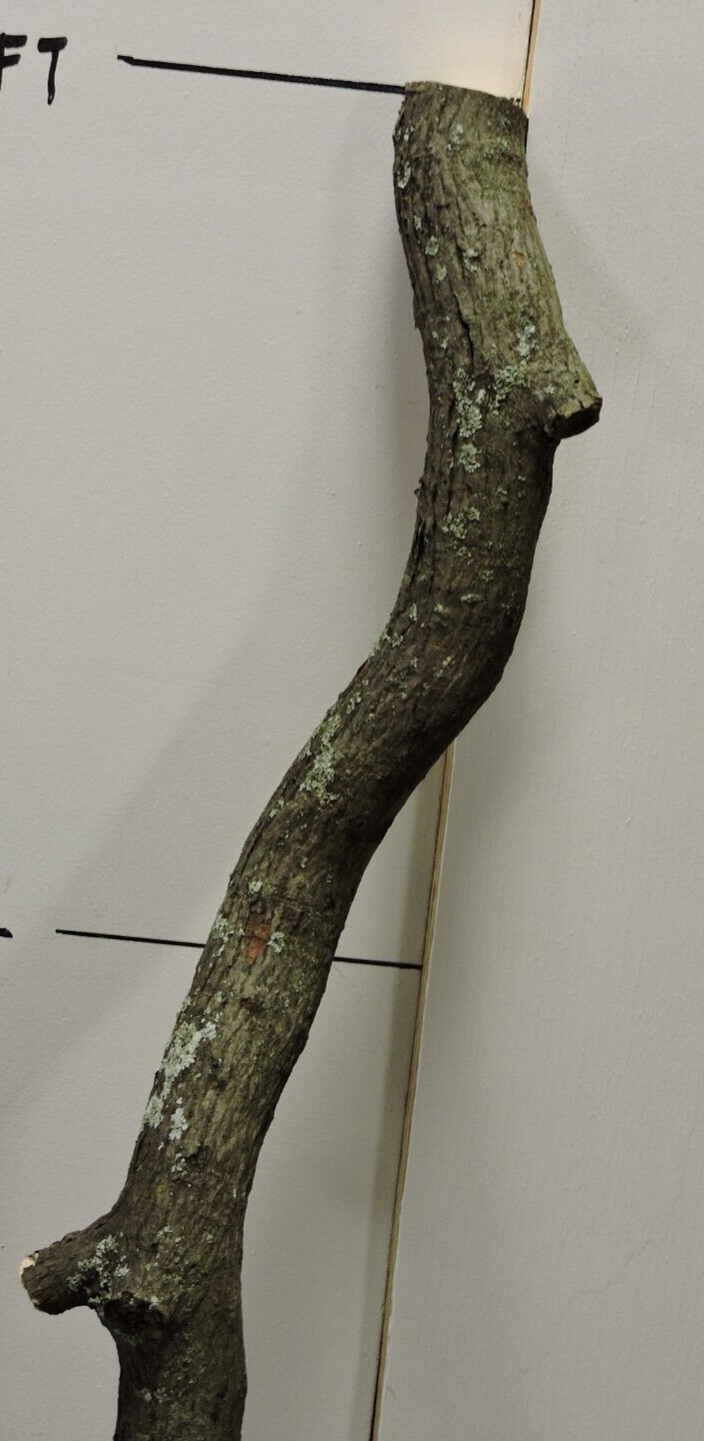 48" Hickory Wood Walking Stick Staff Carving Craft Crooked Handle 1 1/ ...