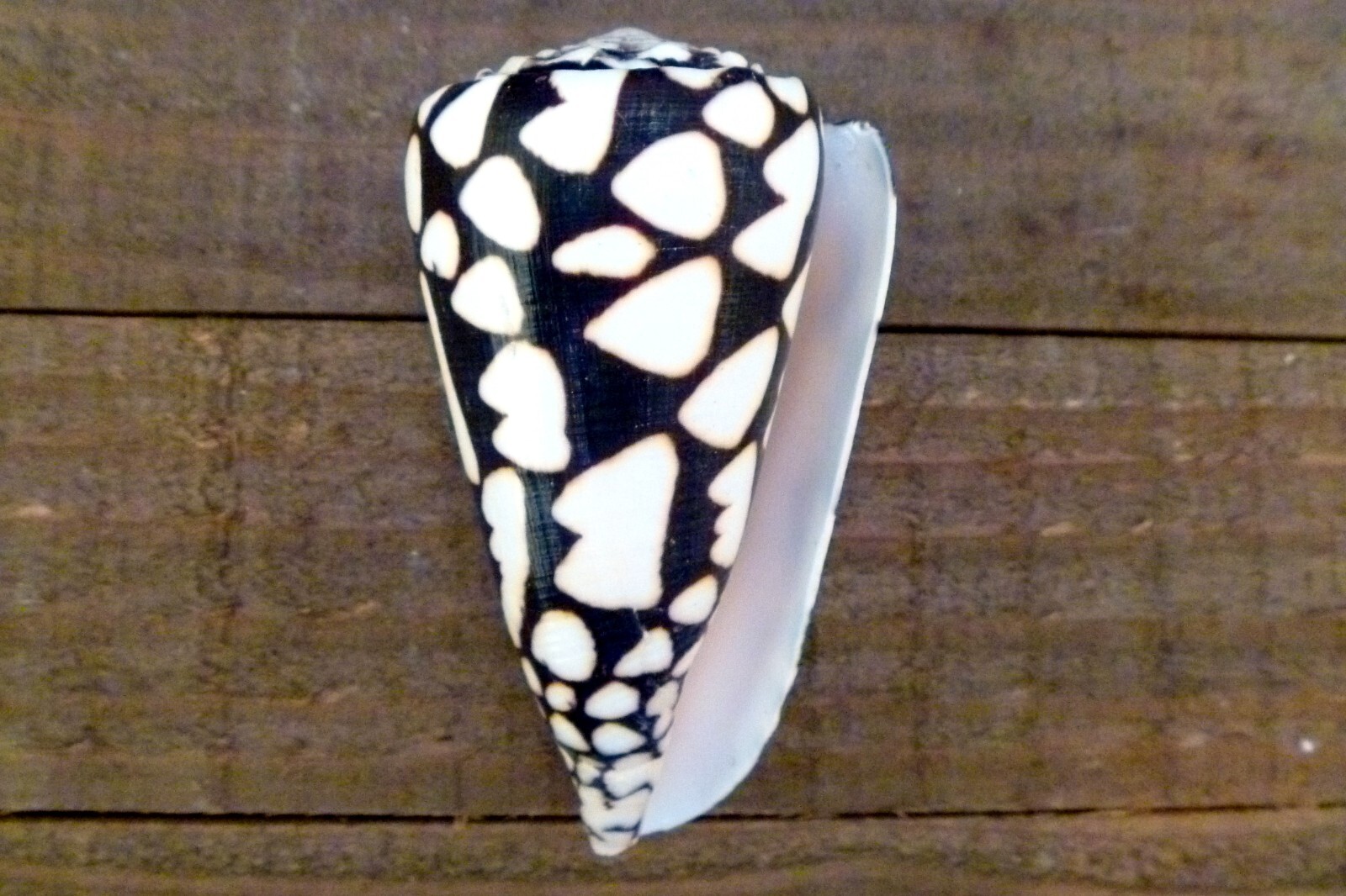 Marbled cone snail shell 3" x 1.5" beach ocean nautical wedding decor ...